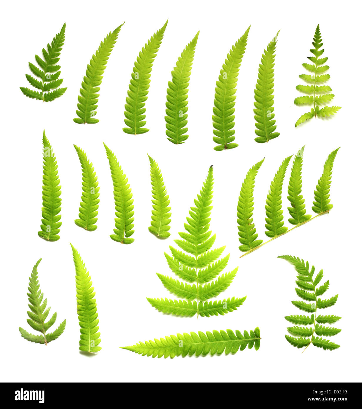 Felci di piante selvatiche immagini e fotografie stock ad alta ...