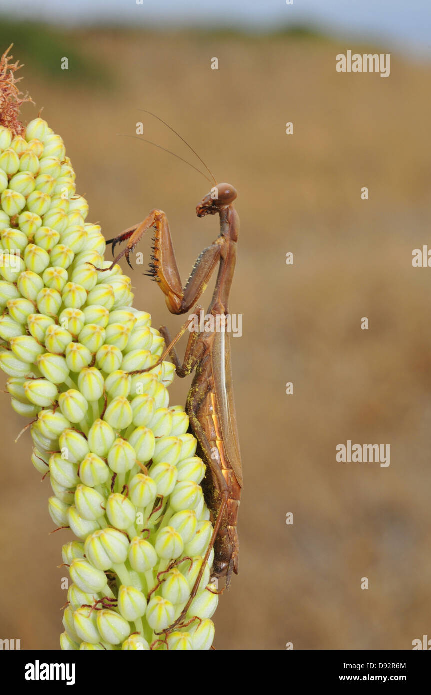 Mantide religiosa mantide religiosa, mantide religiosa Foto stock - Alamy