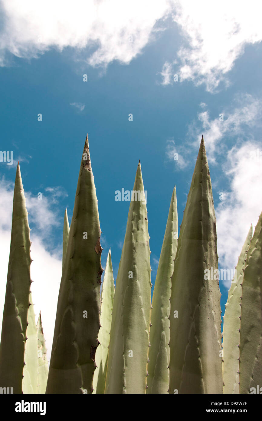 Pianta di agave tropicale immagini e fotografie stock ad alta ...