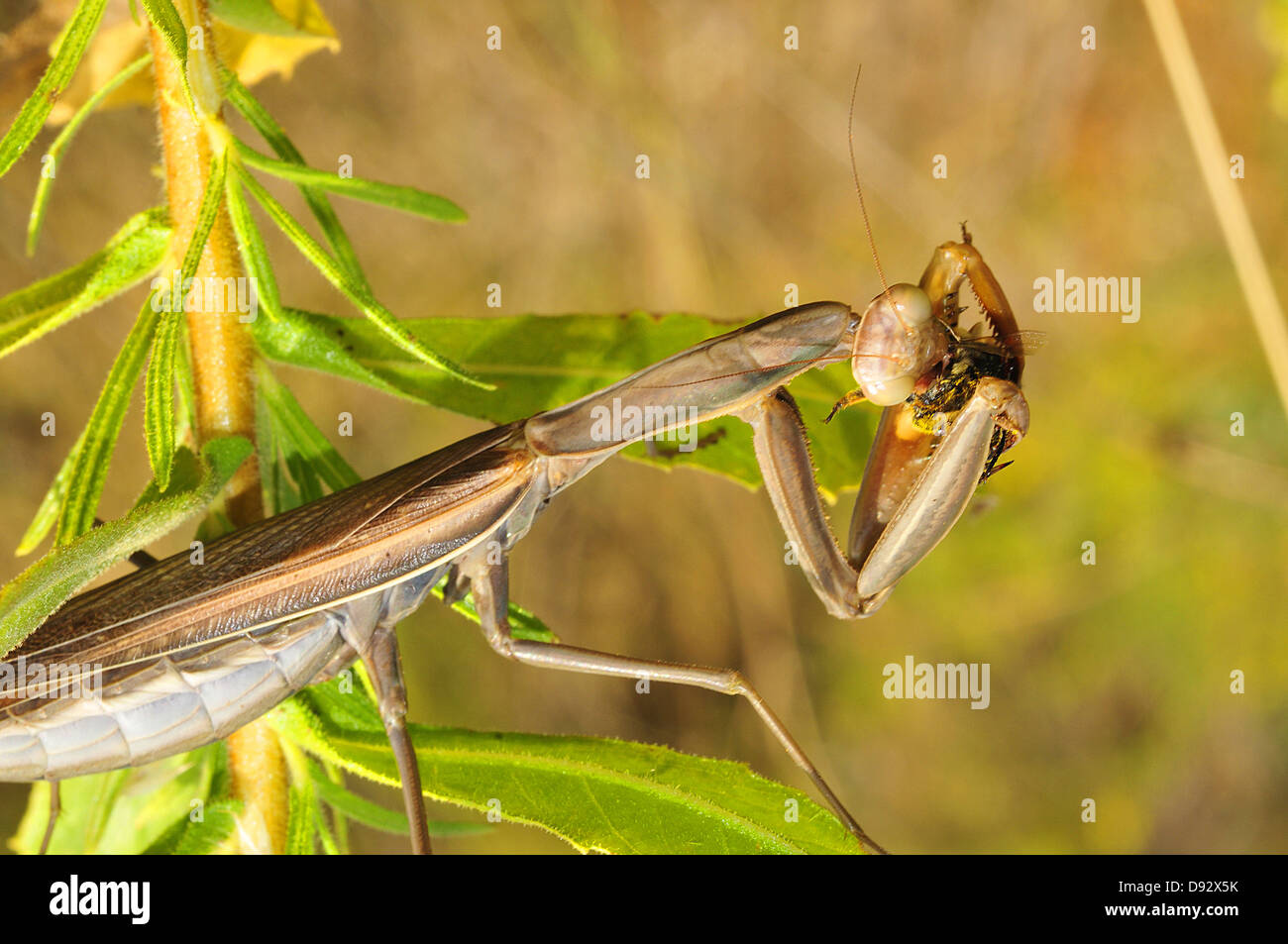 Mantide Religiosa Mantide Religiosa, mantide religiosa Foto stock - Alamy