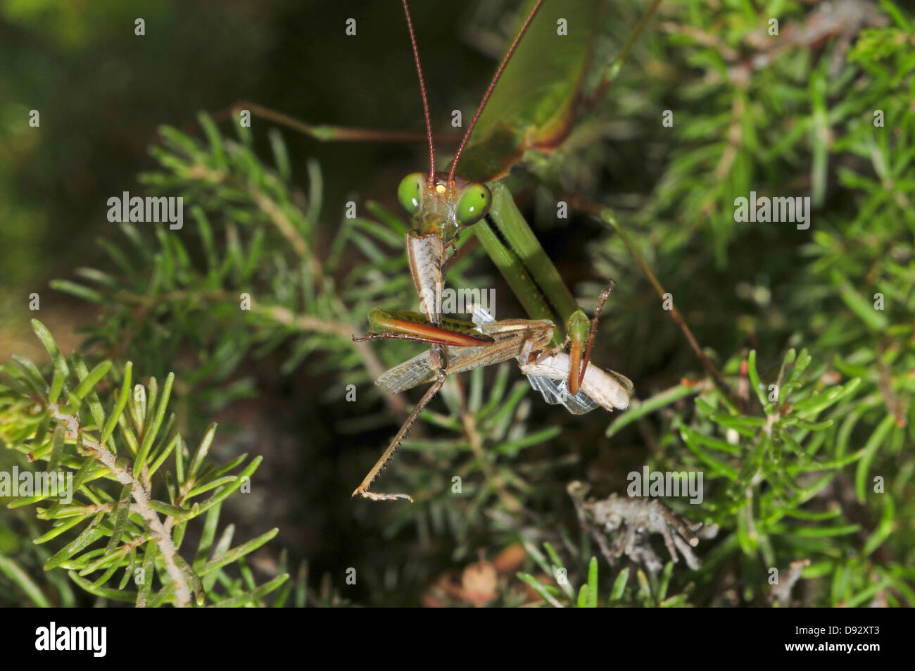 Mantide Religiosa Mantide Religiosa, mantide religiosa Foto stock - Alamy