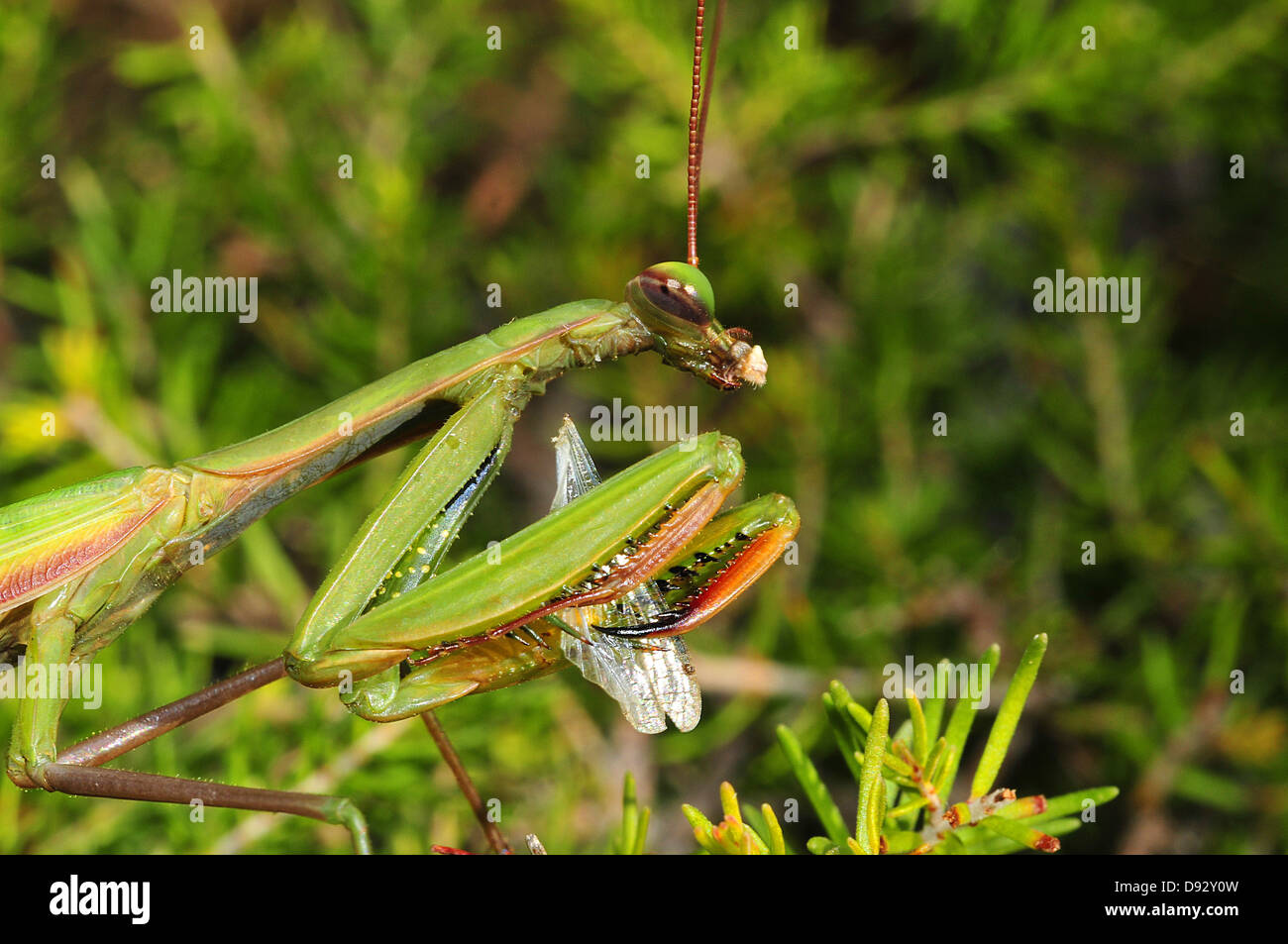 Mantide Religiosa Mantide Religiosa, mantide religiosa Foto stock - Alamy