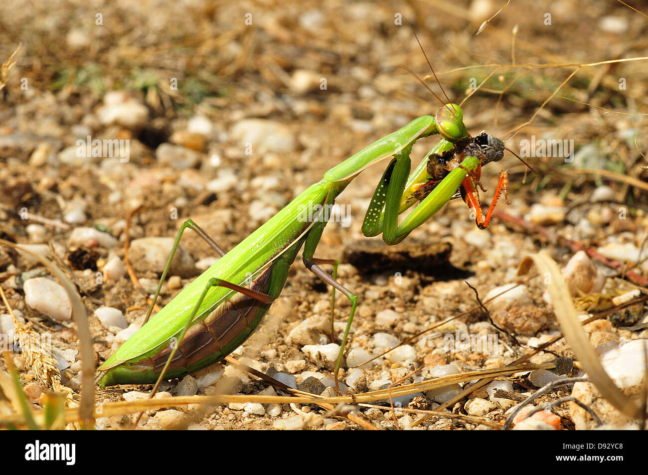 Mantide Religiosa Mantide Religiosa, mantide religiosa Foto stock - Alamy