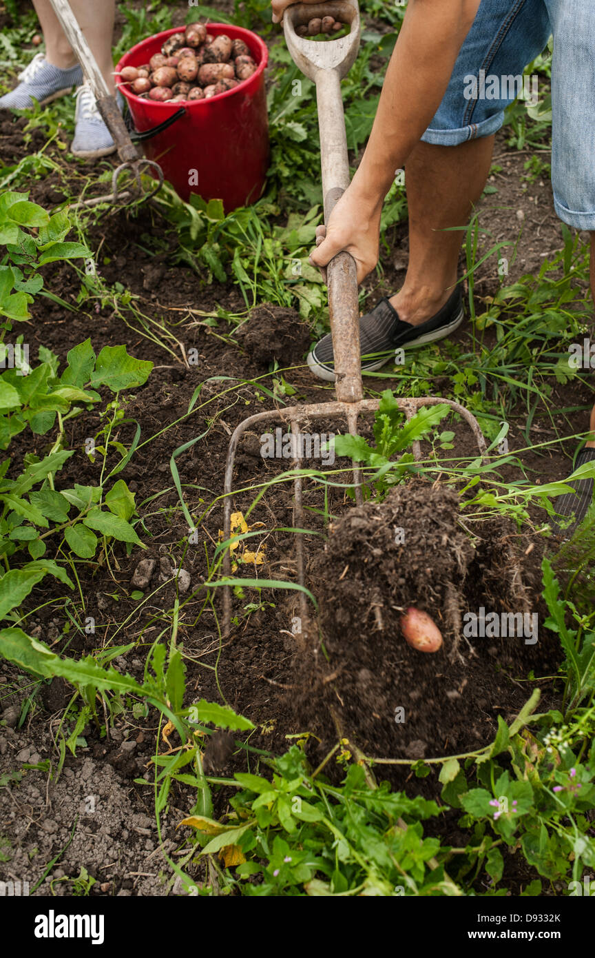 Raccolta di patate a mano immagini e fotografie stock ad alta ...