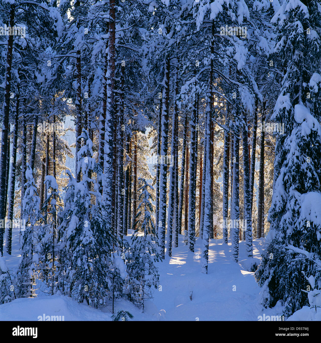 Foresta di conifere innevate immagini e fotografie stock ad alta ...