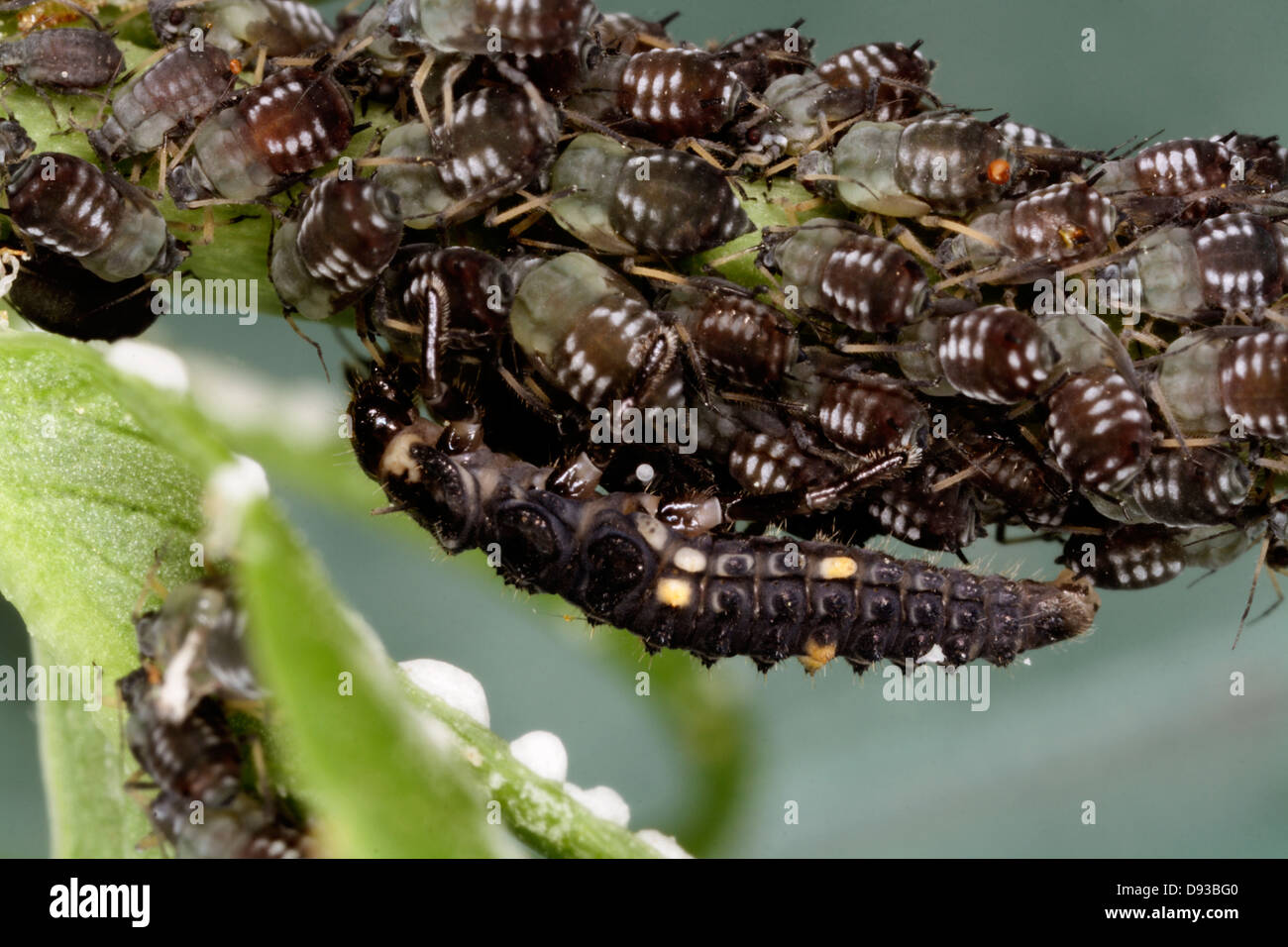Caccia pidocchio immagini e fotografie stock ad alta risoluzione - Alamy