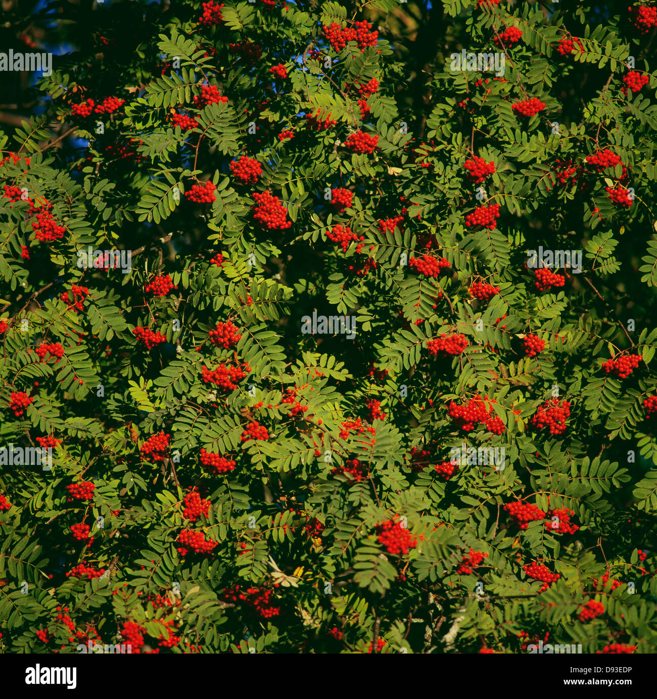 Rowan trees immagini e fotografie stock ad alta risoluzione - Alamy