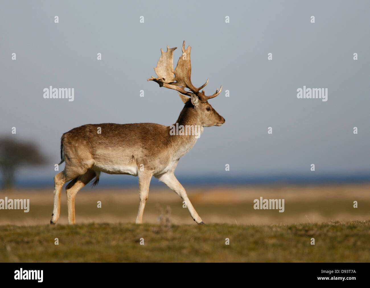 Cervo maschio immagini e fotografie stock ad alta risoluzione - Alamy