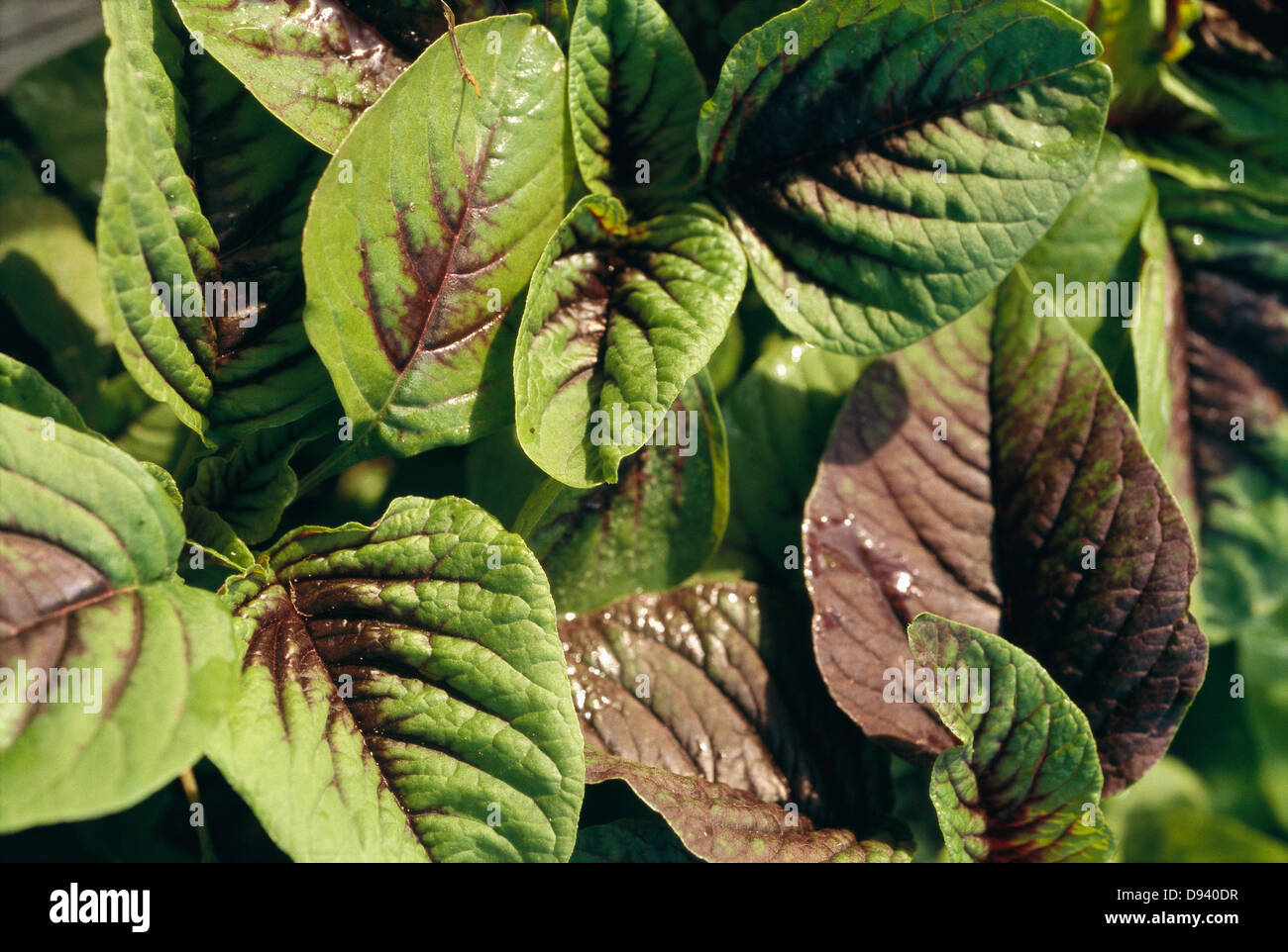 Colore amaranto immagini e fotografie stock ad alta risoluzione - Alamy