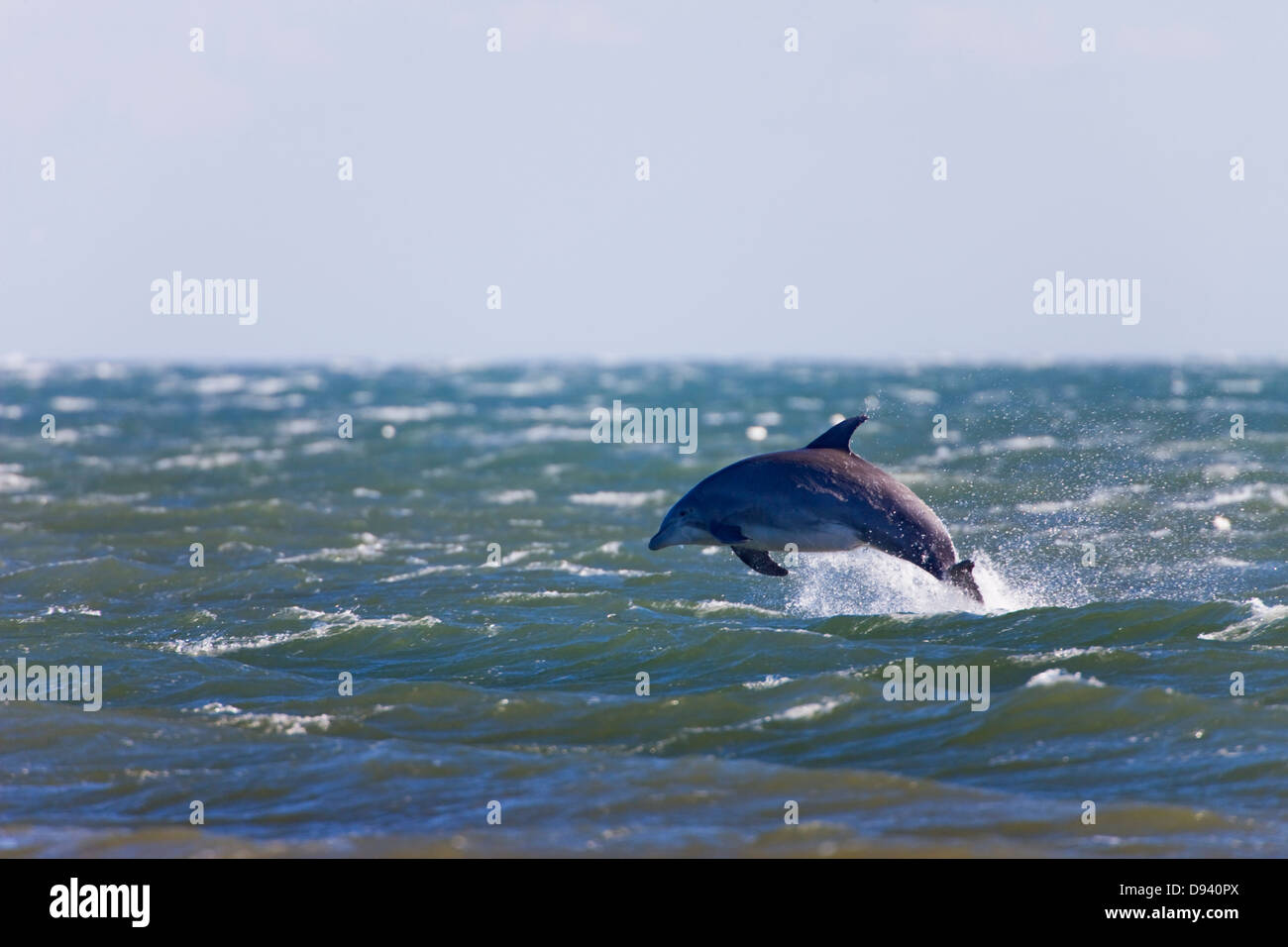 Focena comune immagini e fotografie stock ad alta risoluzione - Alamy