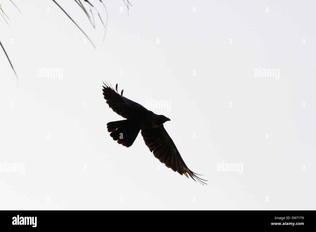 Corvo in volo immagini e fotografie stock ad alta risoluzione - Alamy