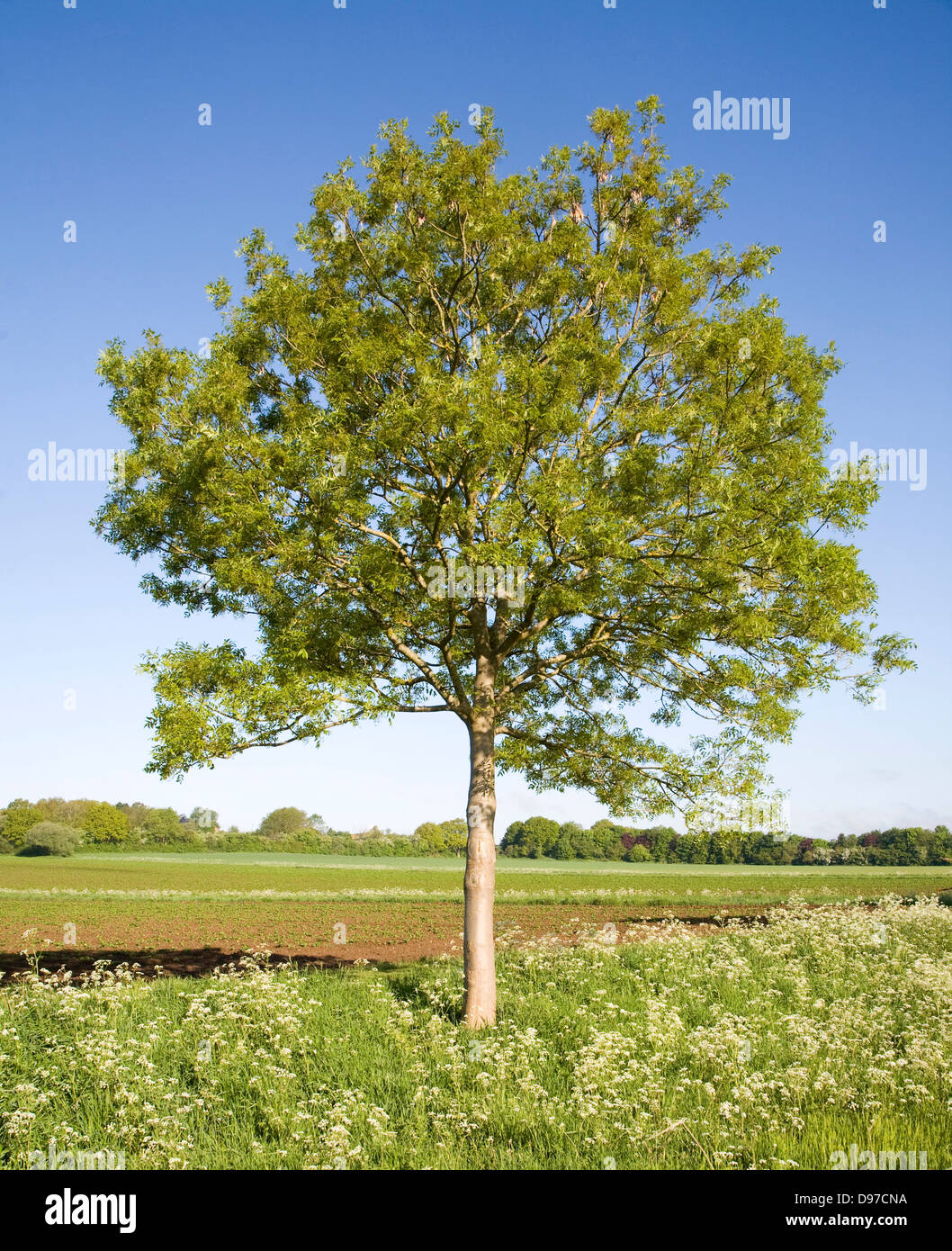 Fraxinus excelsior immagini e fotografie stock ad alta risoluzione - Alamy