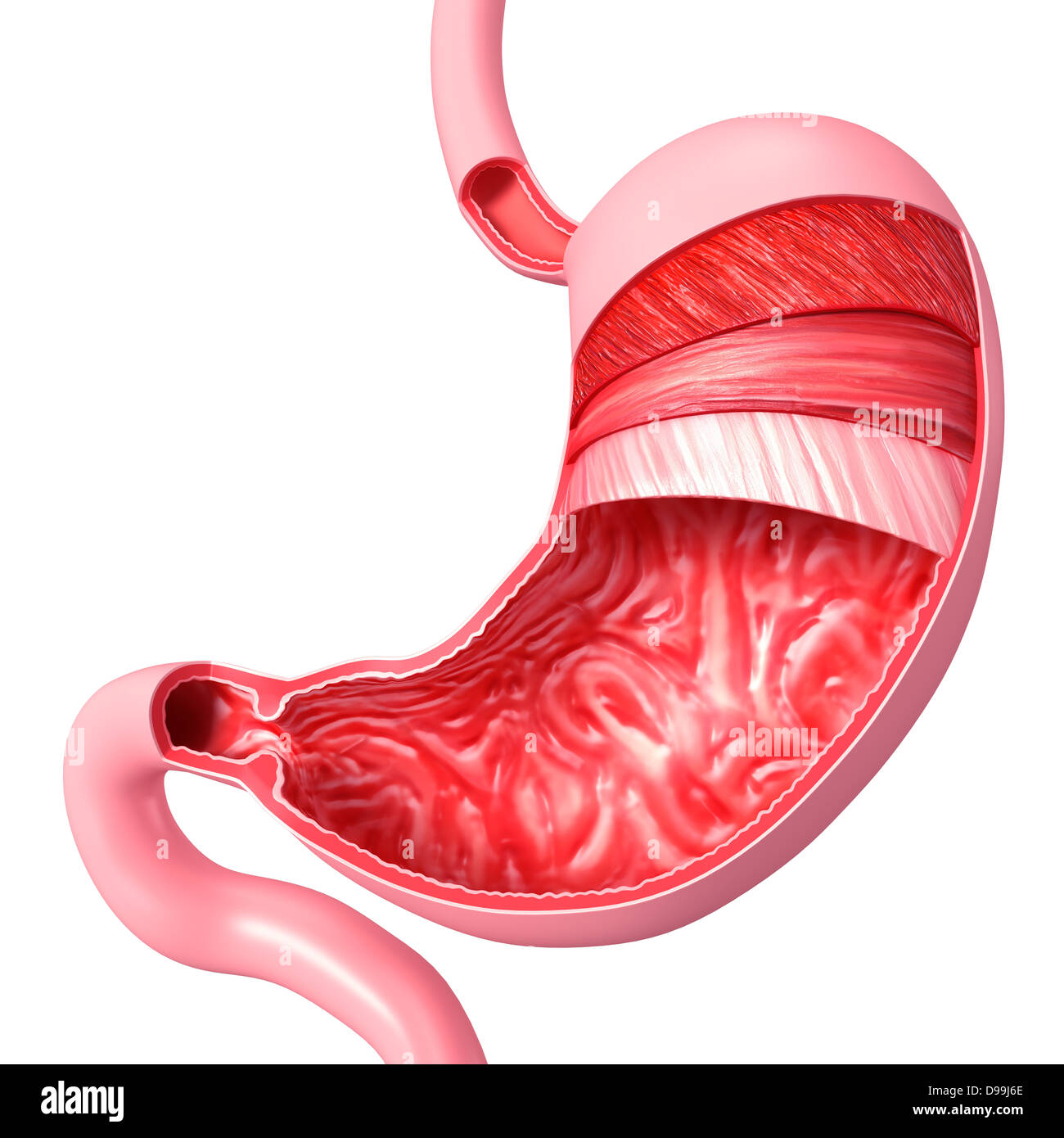 Anatomia dello stomaco Immagini senza sfondo e Foto Stock ritagliate ...