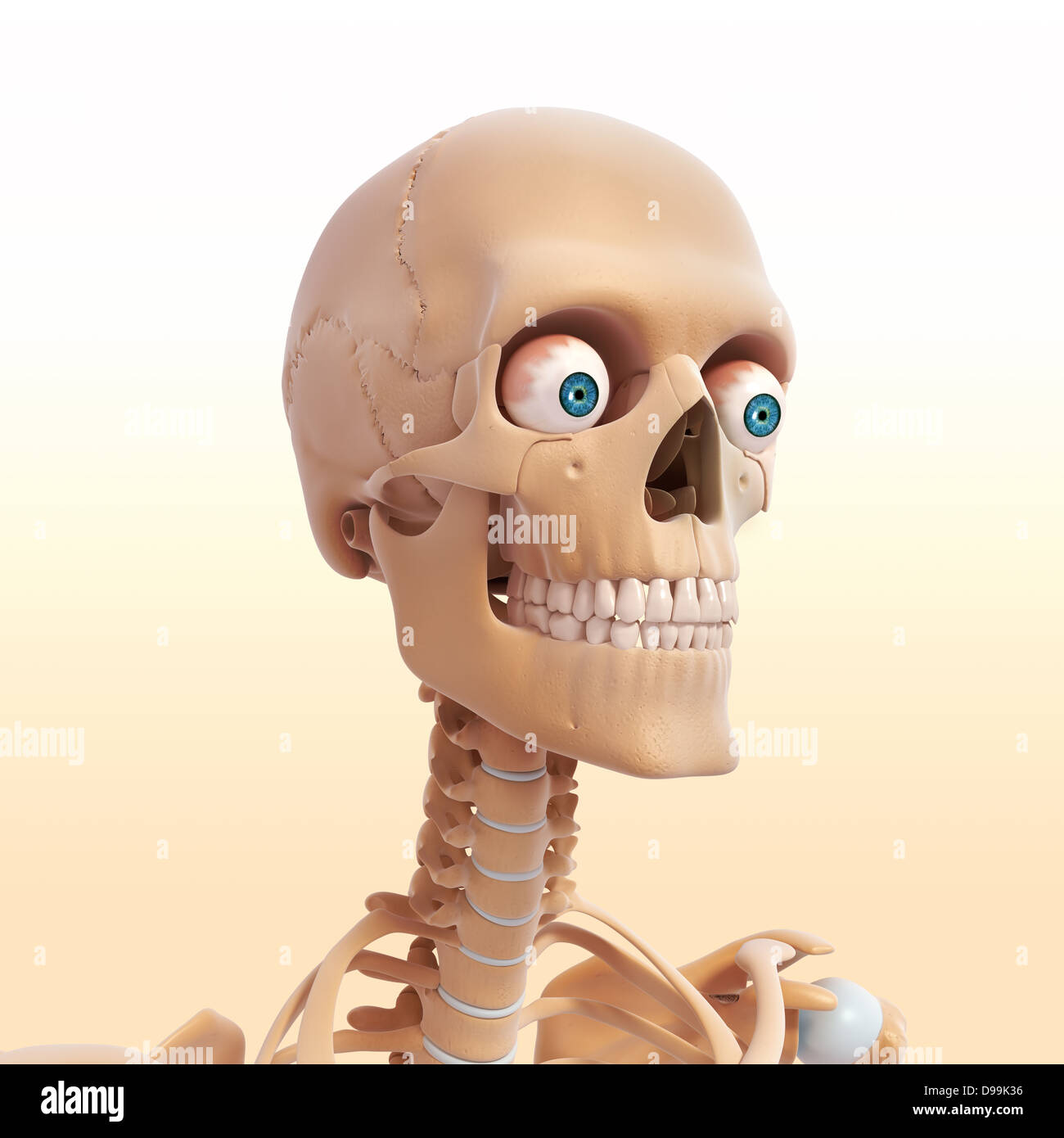 Anatomia gola immagini e fotografie stock ad alta risoluzione - Alamy