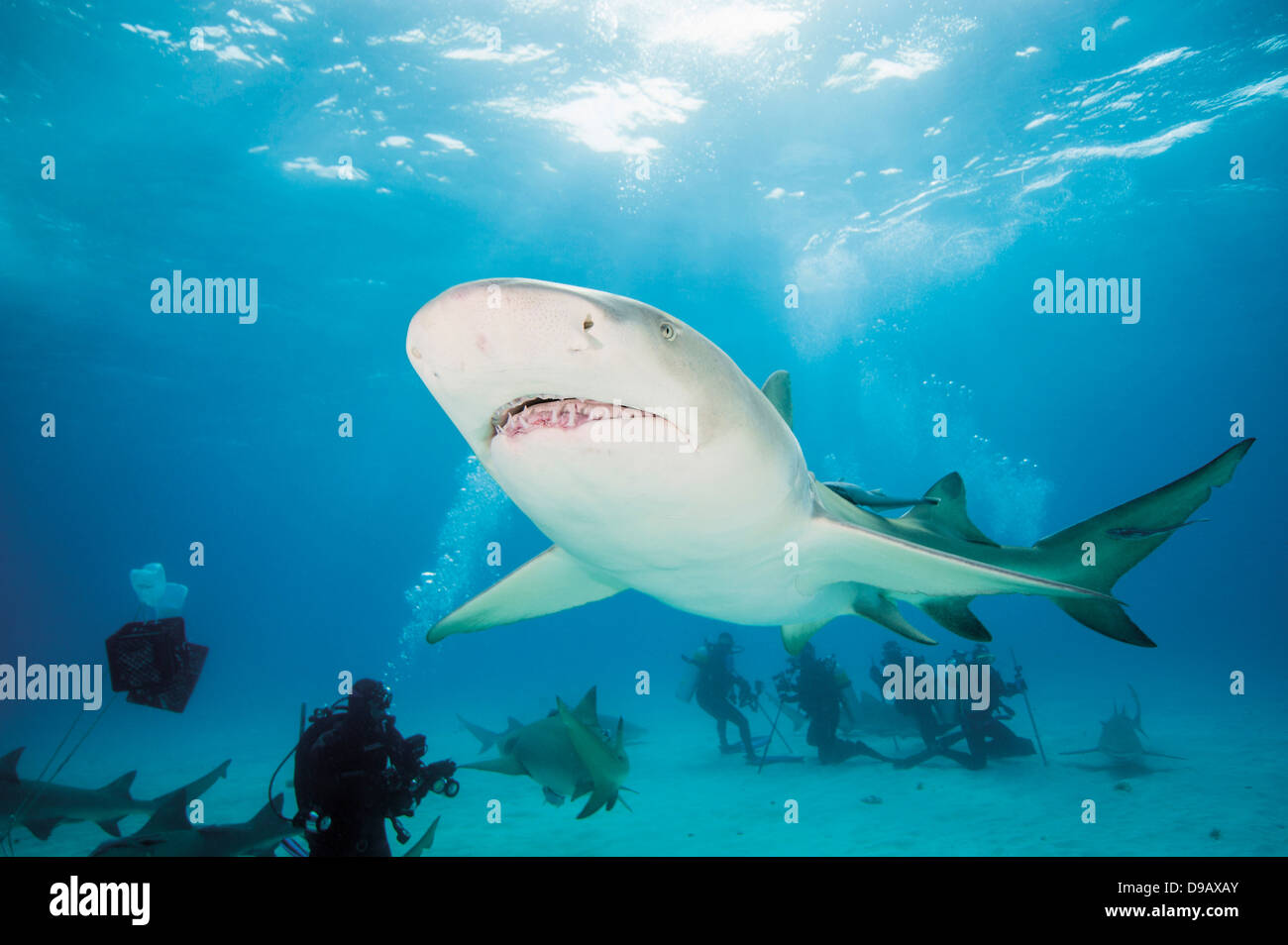 Bahamas, subacquei alla scoperta con atlantico squalo limone Foto stock ...