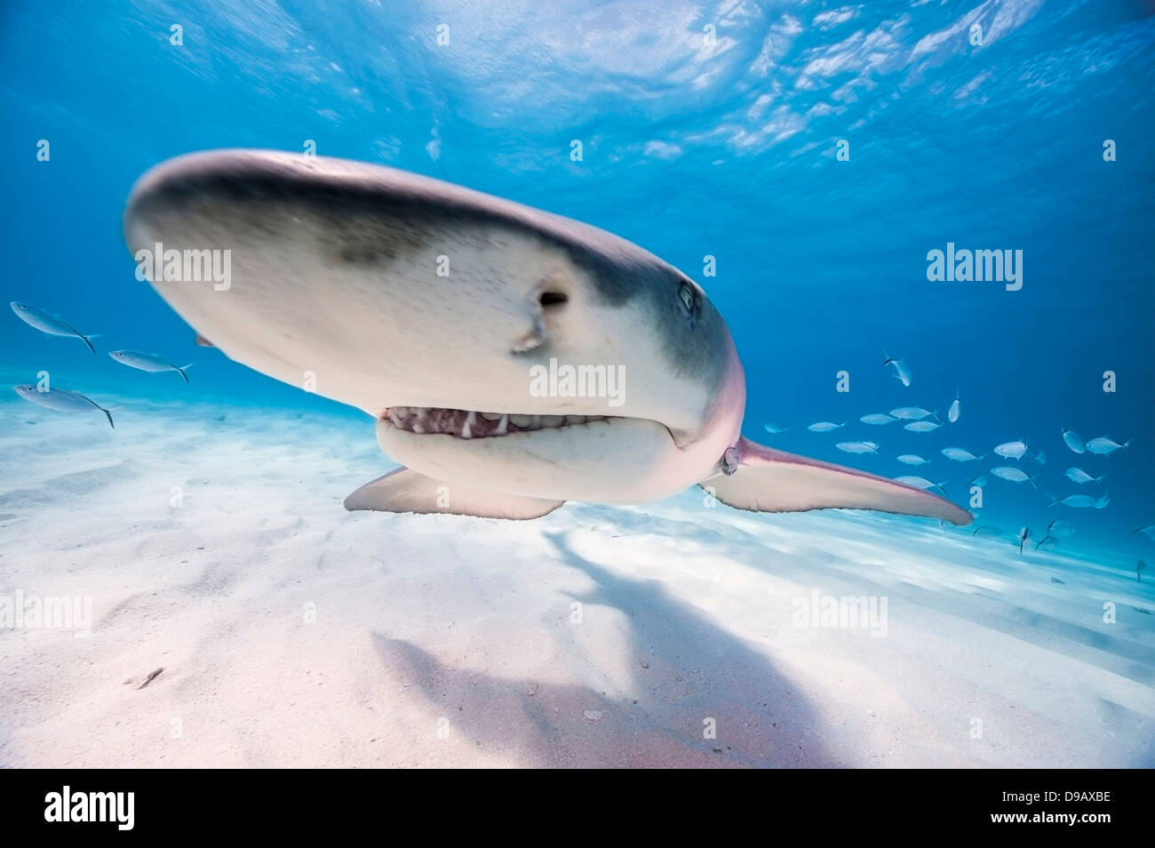 Bahamas, Lo squalo limone di mare Foto stock - Alamy