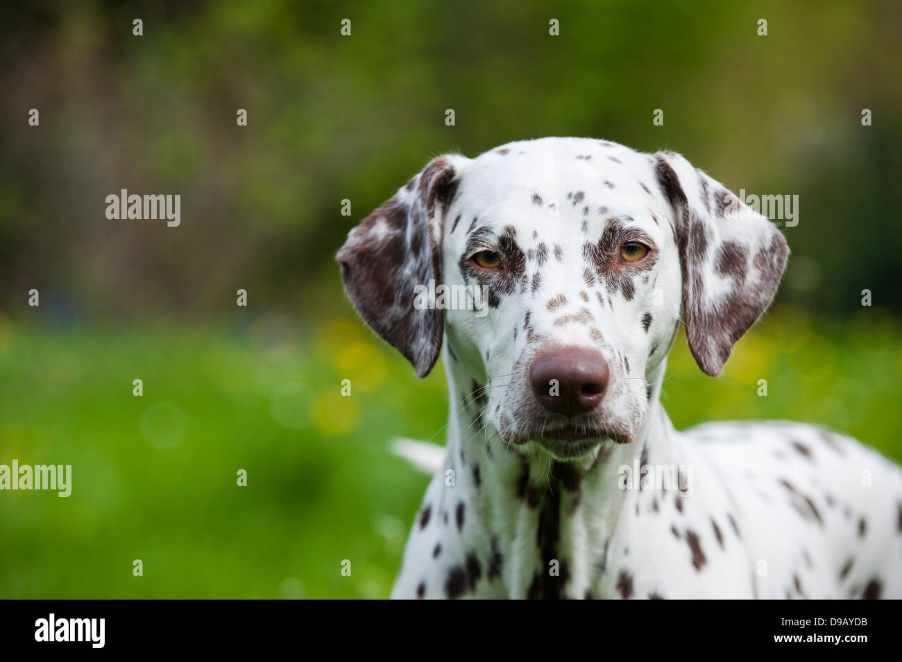 Razza dalmata di cane immagini e fotografie stock ad alta risoluzione ...