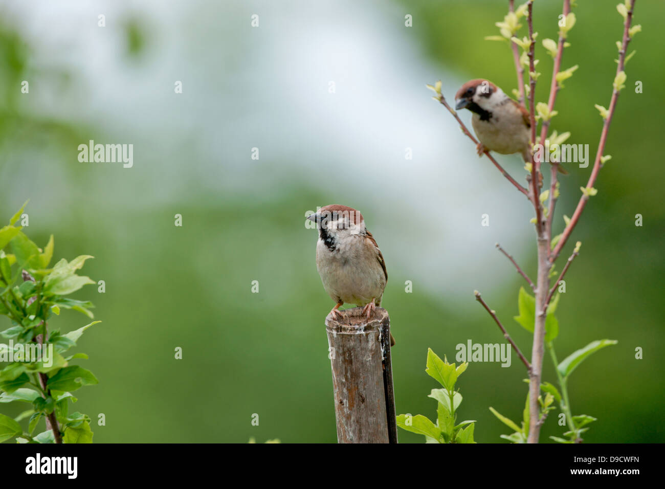 Passeriformes passeri immagini e fotografie stock ad alta risoluzione ...