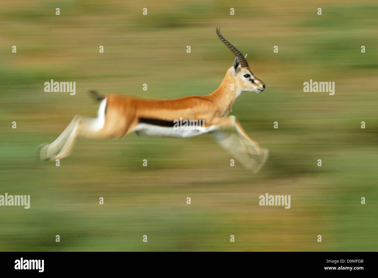 Gazzella che salta immagini e fotografie stock ad alta risoluzione - Alamy