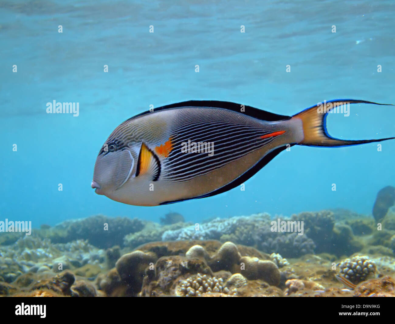 Pesce chirurgo immagini e fotografie stock ad alta risoluzione - Alamy