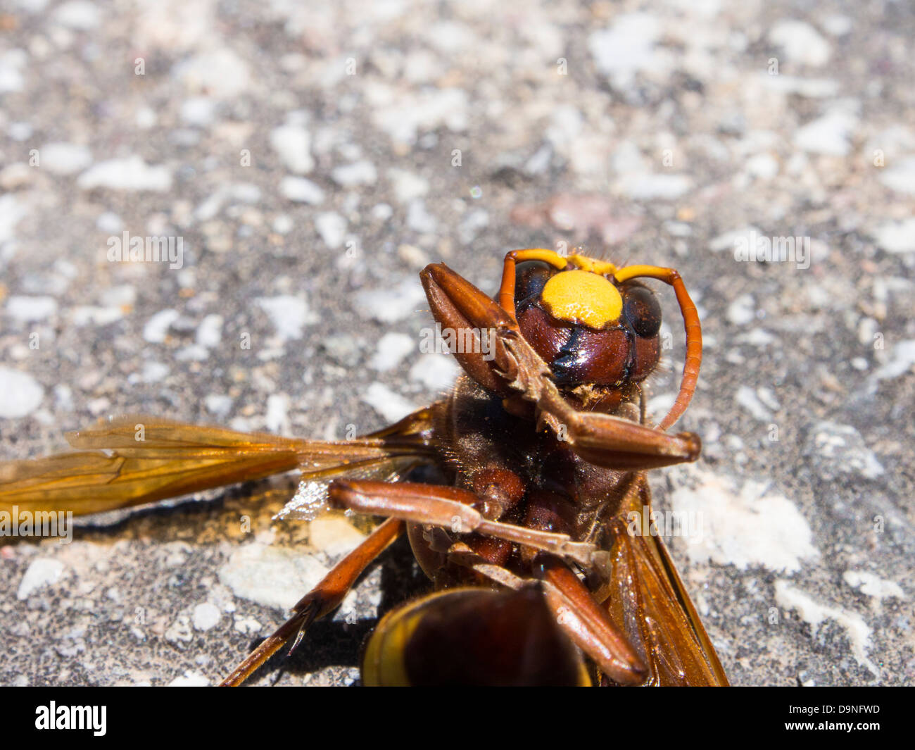 Puntura di calabrone macro immagini e fotografie stock ad alta ...