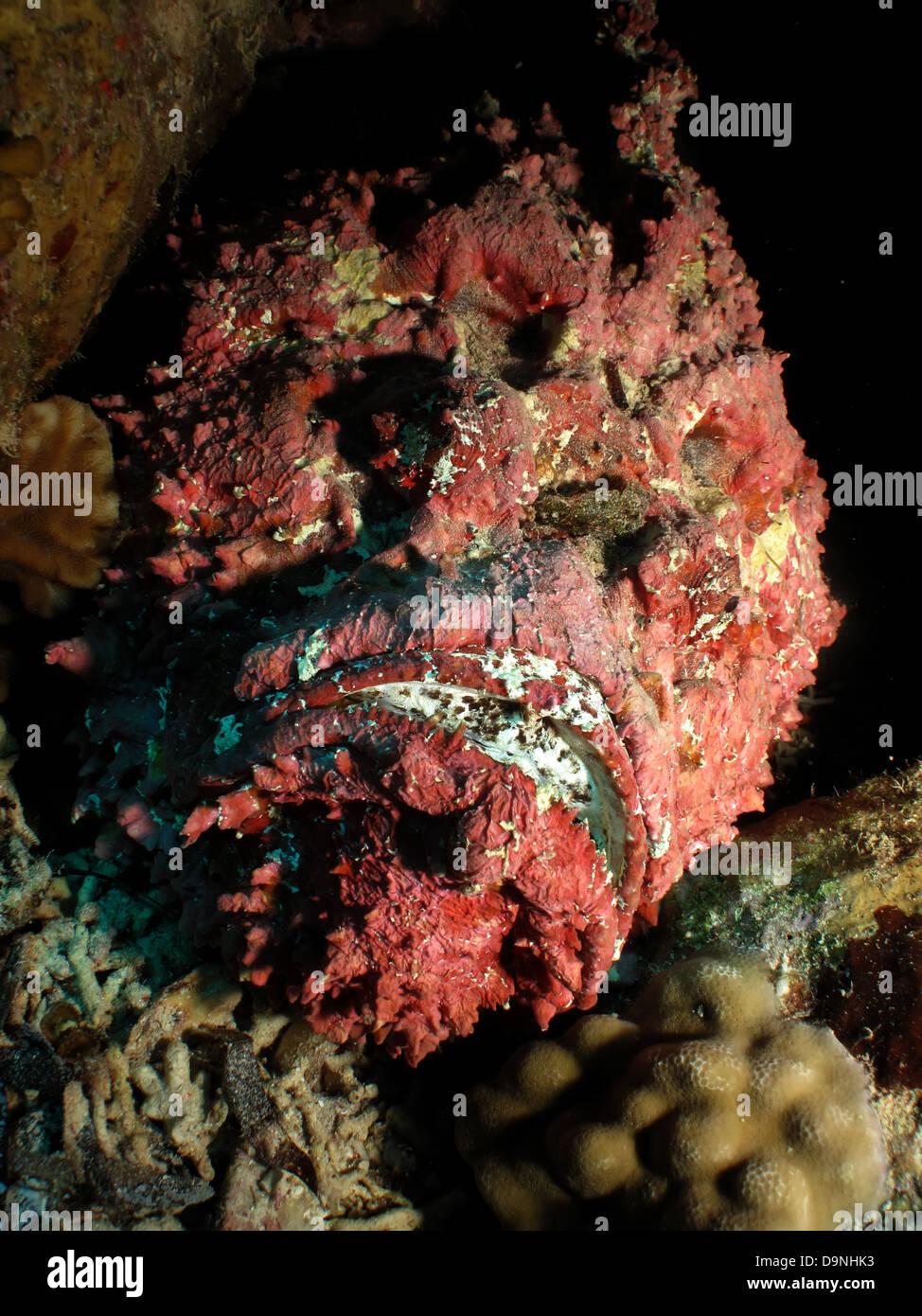 Pesce pietra del mar rosso immagini e fotografie stock ad alta ...