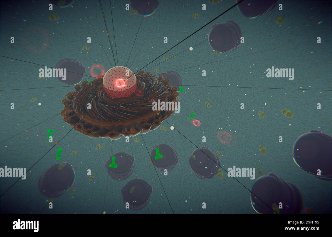 Cellula eucariotica immagini e fotografie stock ad alta risoluzione - Alamy