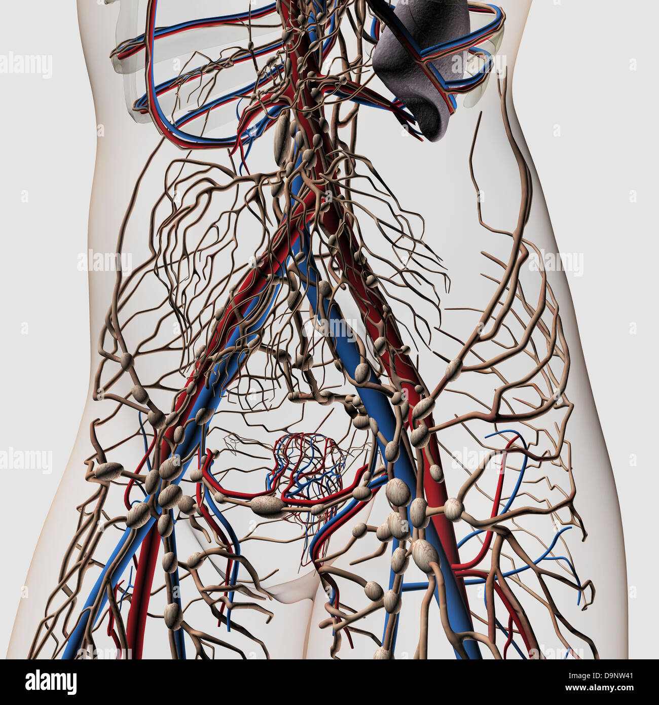 Anatomy female body arteries veins immagini e fotografie stock ad alta ...
