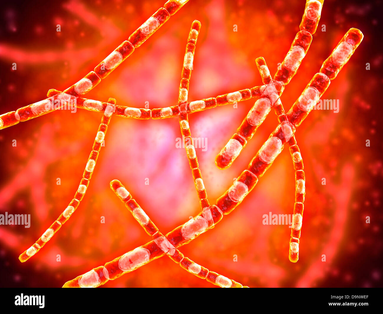 Human anthrax immagini e fotografie stock ad alta risoluzione - Alamy