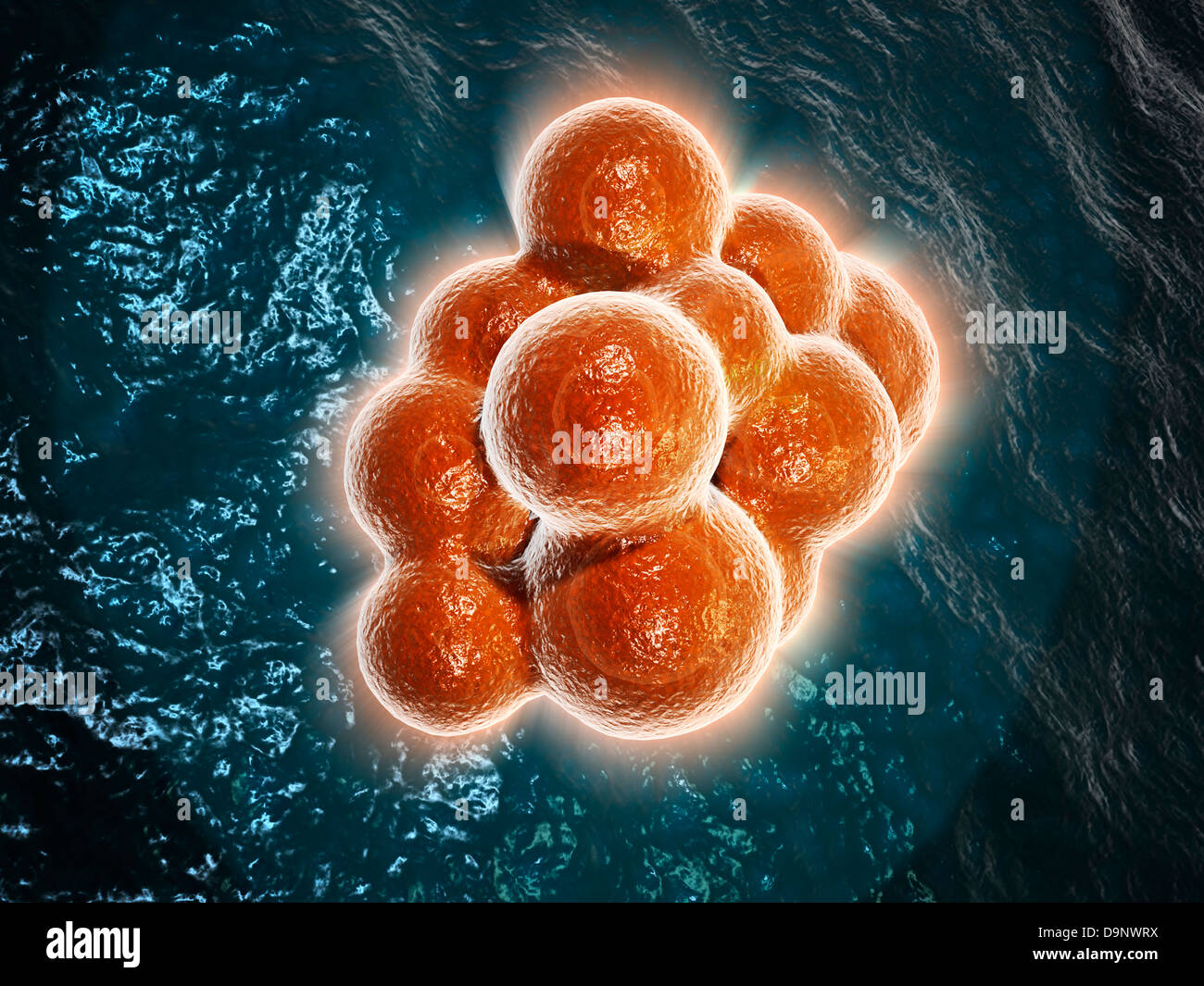 Anatomia di una cellula immagini e fotografie stock ad alta risoluzione ...