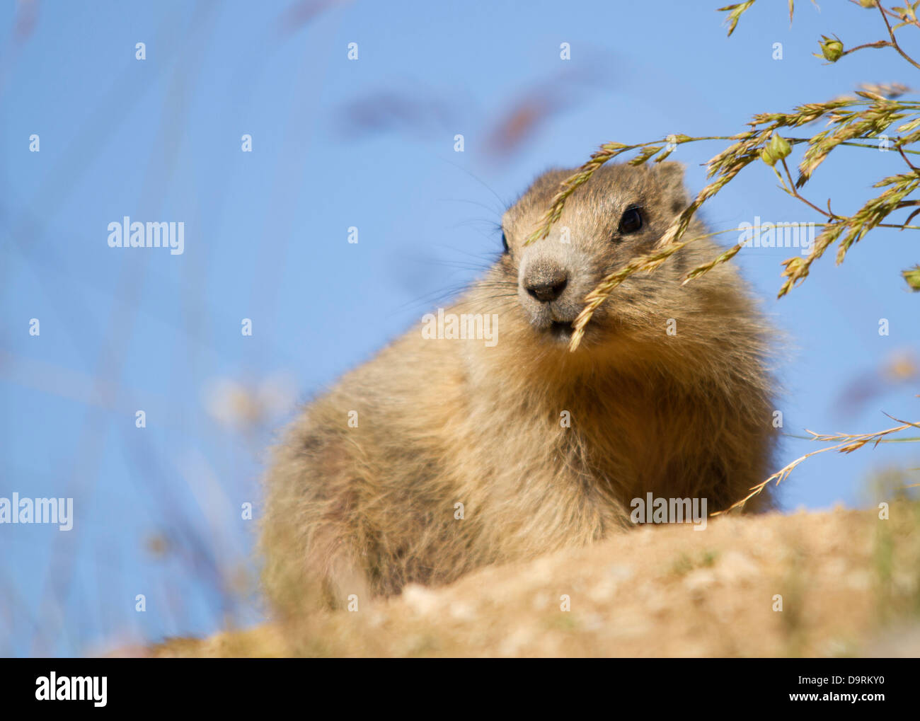 Giovane marmotta immagini e fotografie stock ad alta risoluzione - Alamy