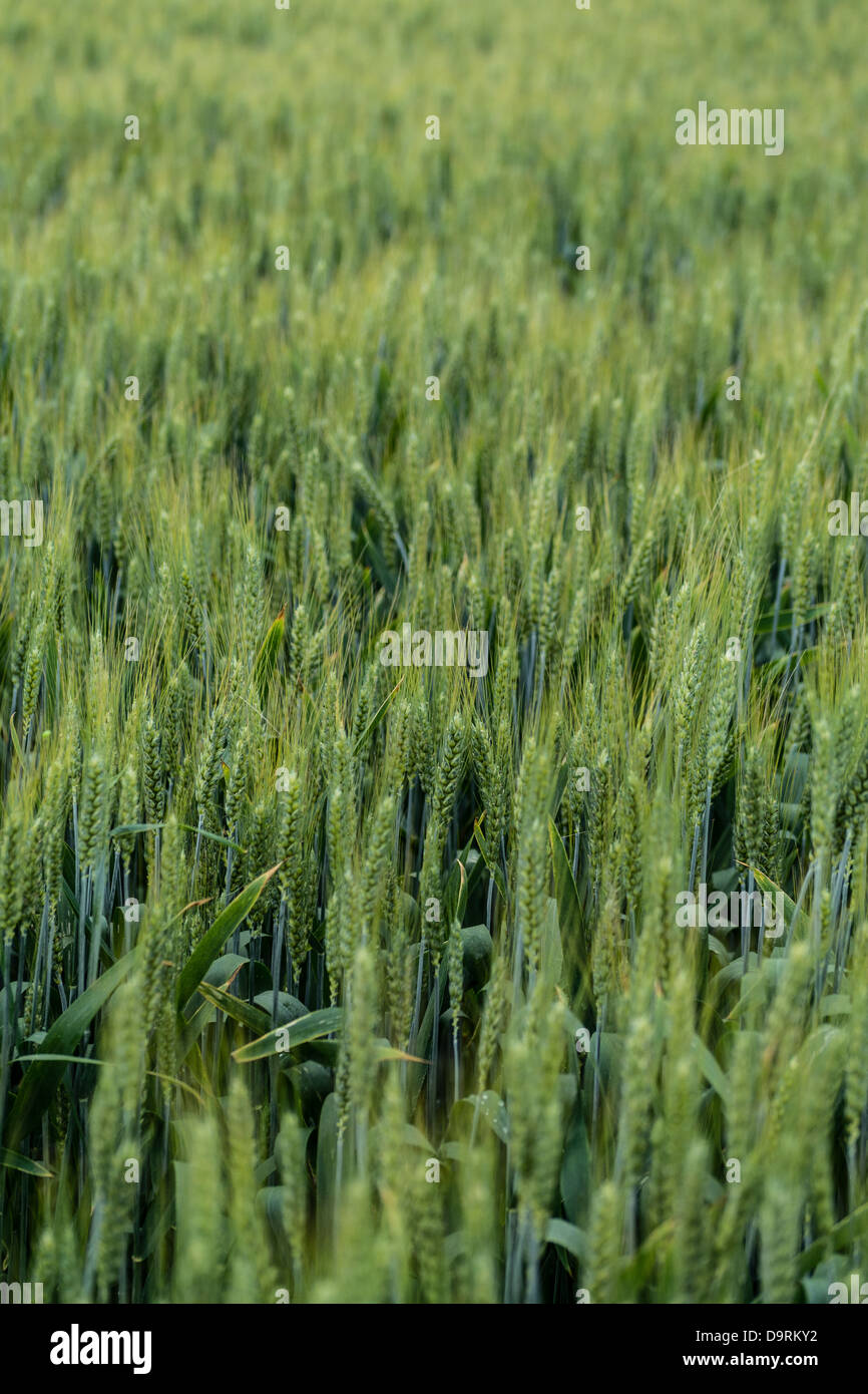 Mais ogm di campo immagini e fotografie stock ad alta risoluzione - Alamy