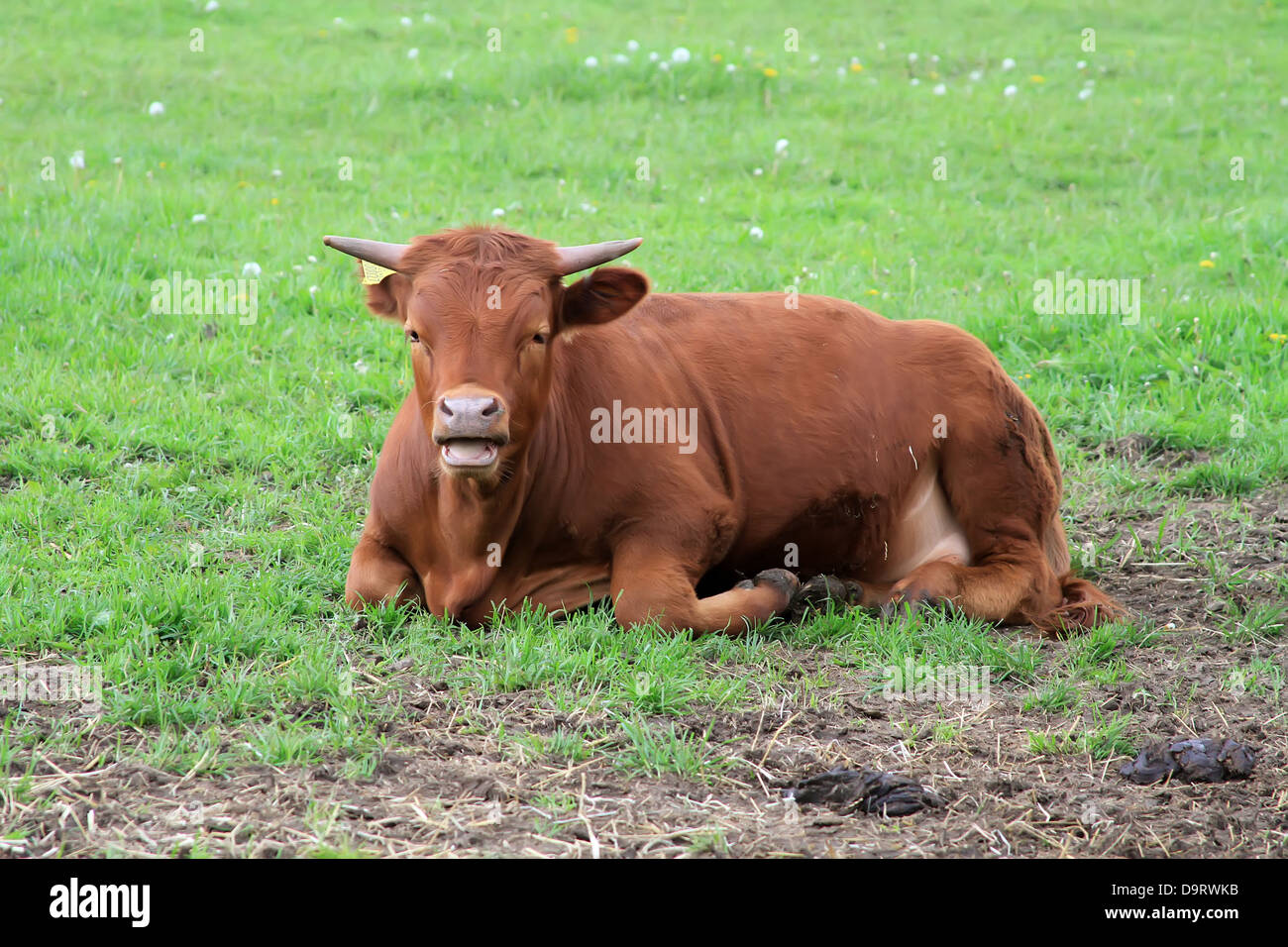 Nosy mucca immagini e fotografie stock ad alta risoluzione - Alamy