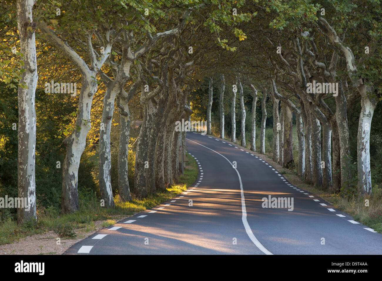 Strade di campagna alberate immagini e fotografie stock ad alta ...
