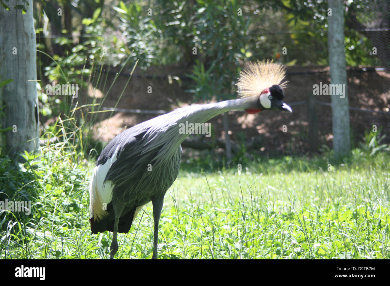 Crestato crane immagini e fotografie stock ad alta risoluzione - Alamy