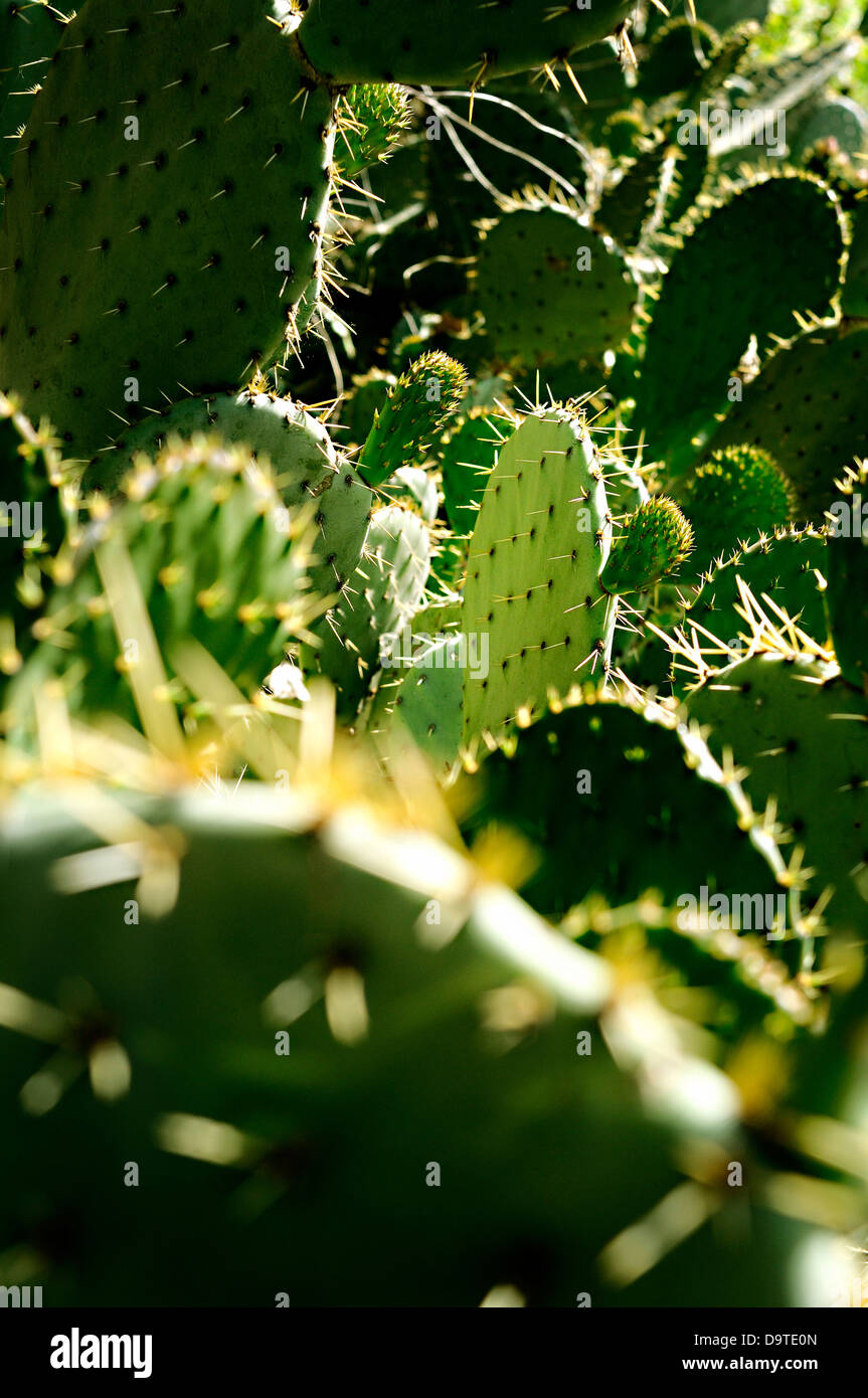 Pianta cactacea immagini e fotografie stock ad alta risoluzione - Alamy