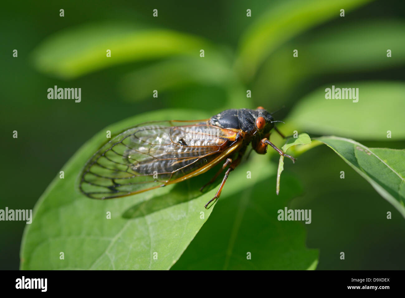 Ciclo di vita della cicala immagini e fotografie stock ad alta ...