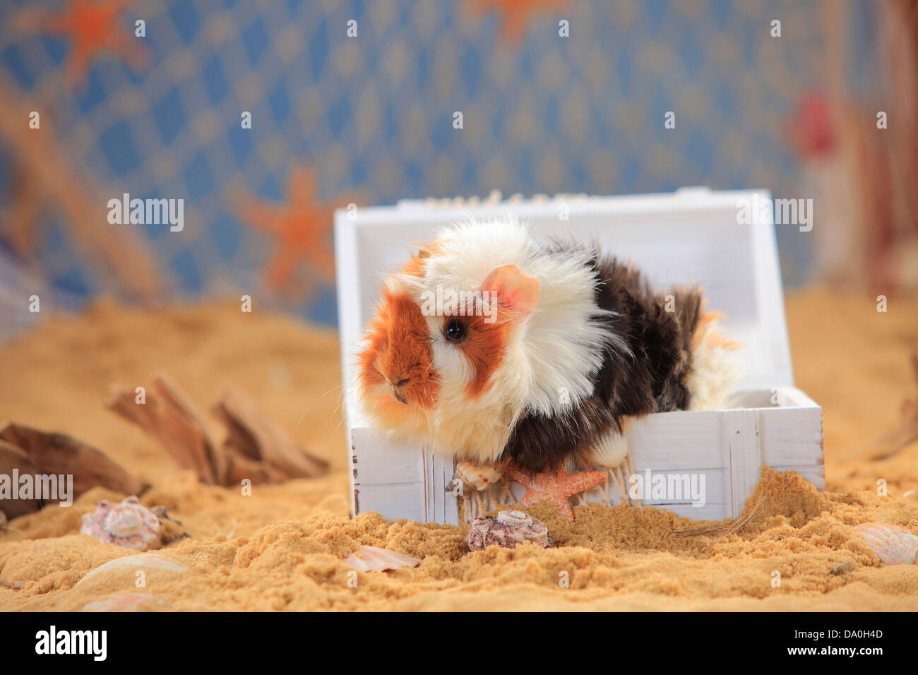 Angora cavia, tortie-white |Angora-Meerschweinchen, schildpatt-weiss ...