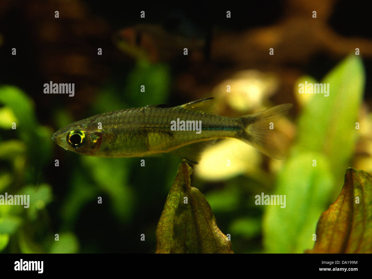 Celebes Rainbowfish, Marosatherina ladigesi, Telmatherinidae, Sulawesi ...