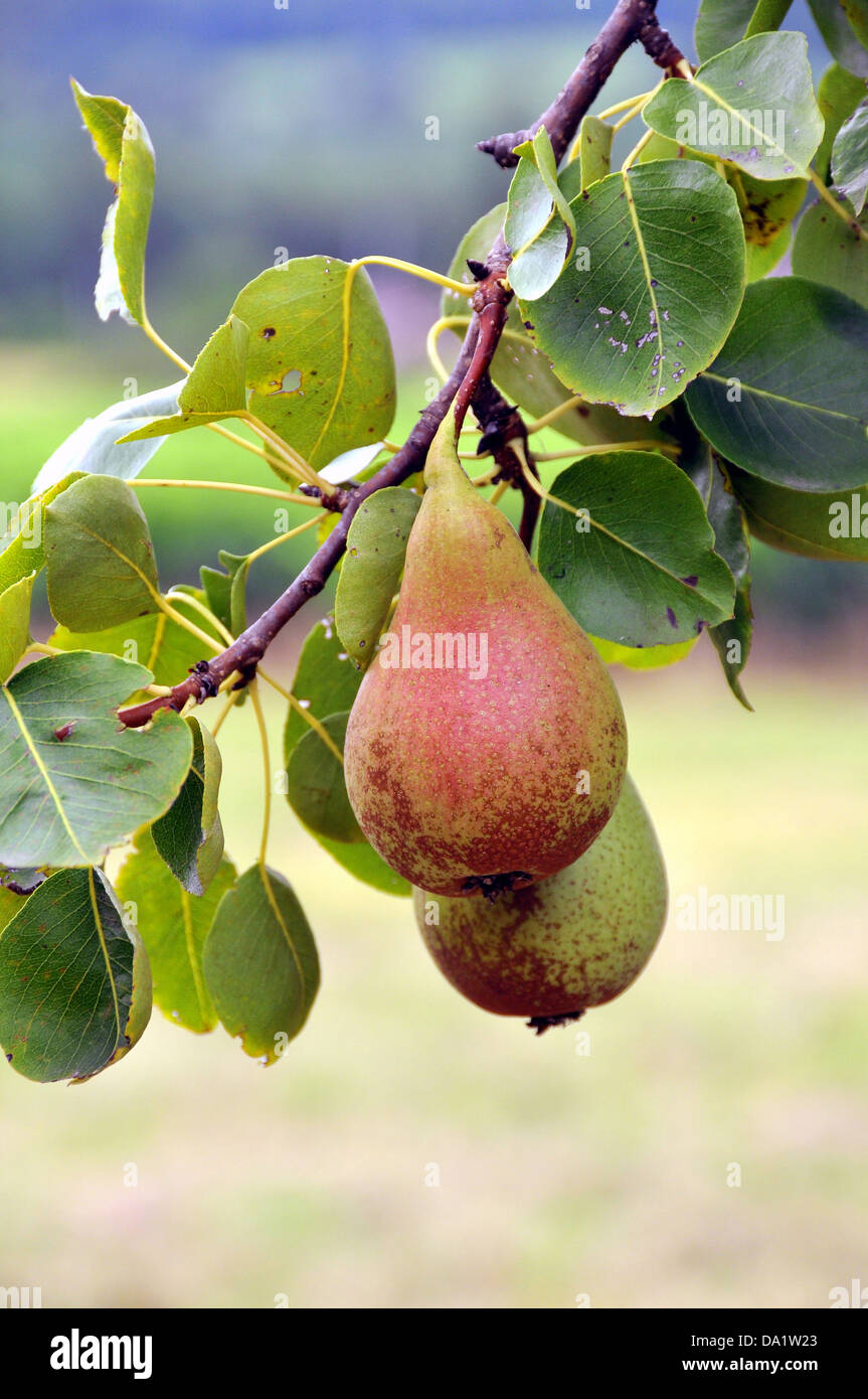 Albero pere immagini e fotografie stock ad alta risoluzione - Alamy
