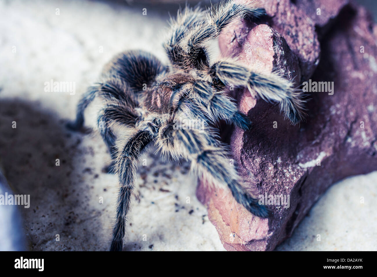 Tarantola nera immagini e fotografie stock ad alta risoluzione - Alamy