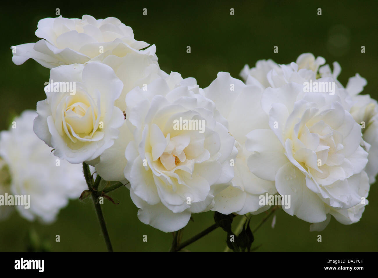 Rosa bianca immagini e fotografie stock ad alta risoluzione - Alamy