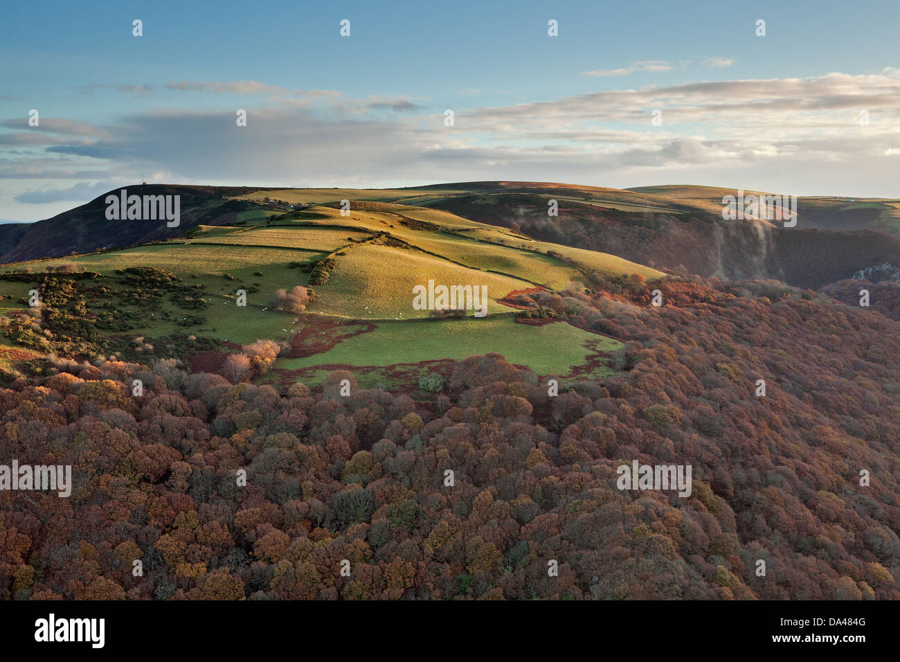Alberi di bosco illuminati dal sole sulla collina immagini e fotografie ...