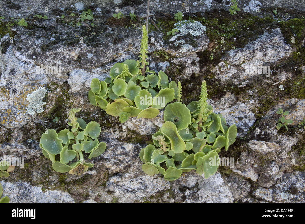 Ombelico di Venere Penny-torte o parete Centella - Umbilicus rupestris ...
