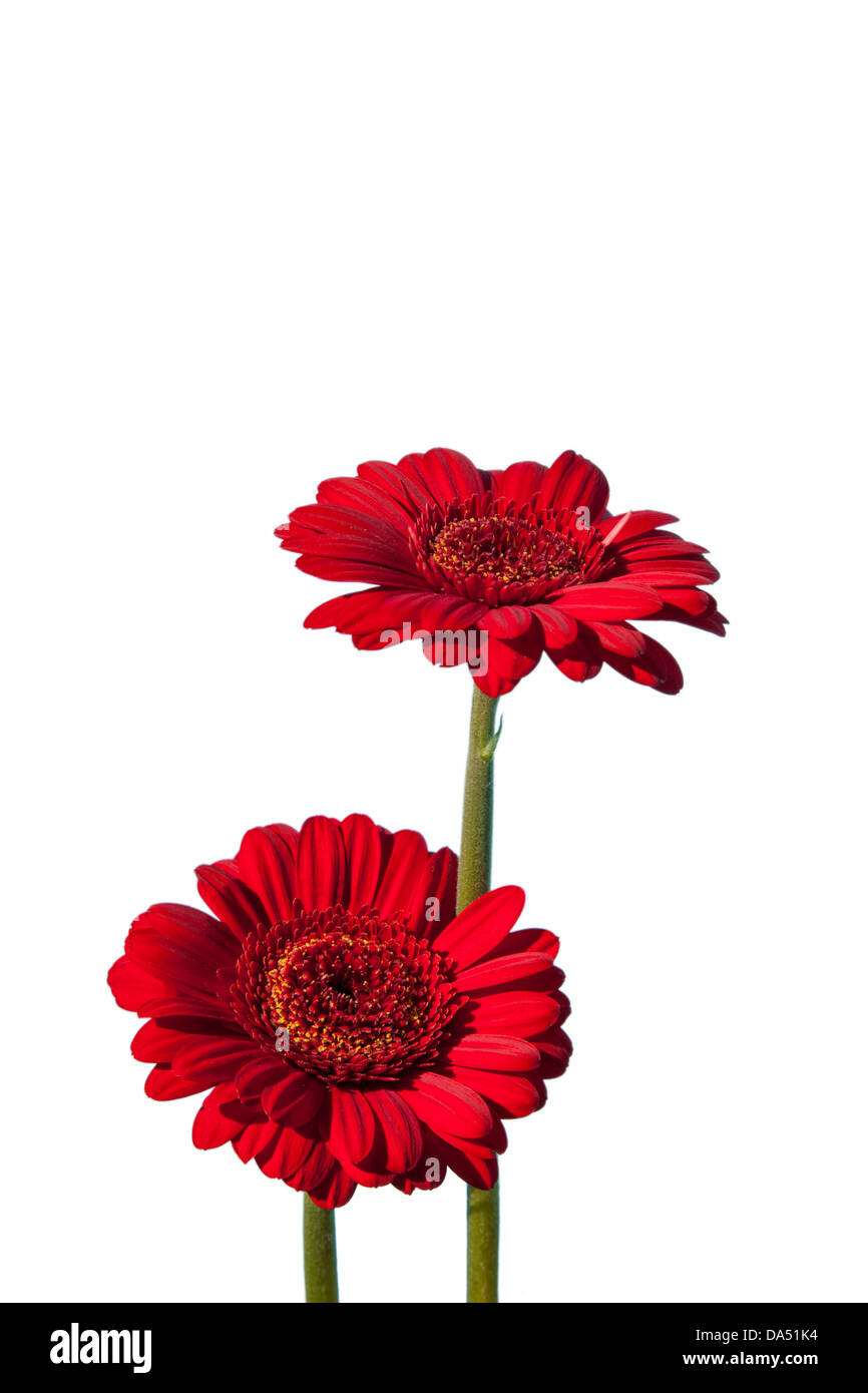 Coltivazione della gerbera immagini e fotografie stock ad alta ...