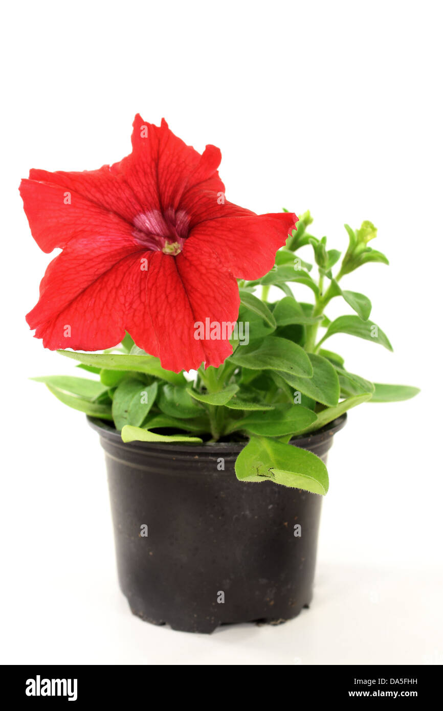 Pianta da balcone immagini e fotografie stock ad alta risoluzione - Alamy