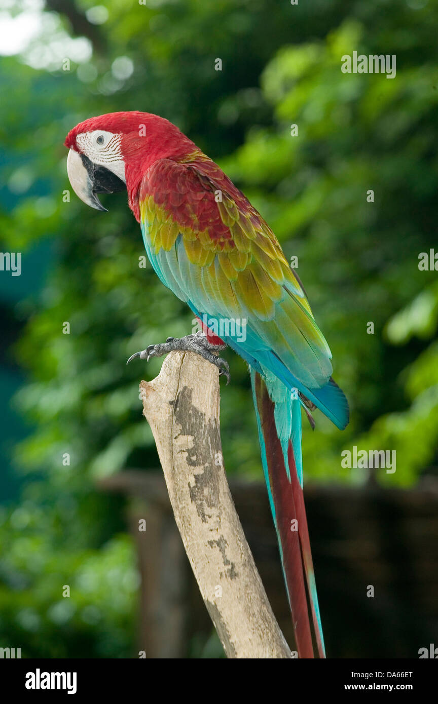 Pappagallo In Albero Immagini e Fotos Stock - Alamy