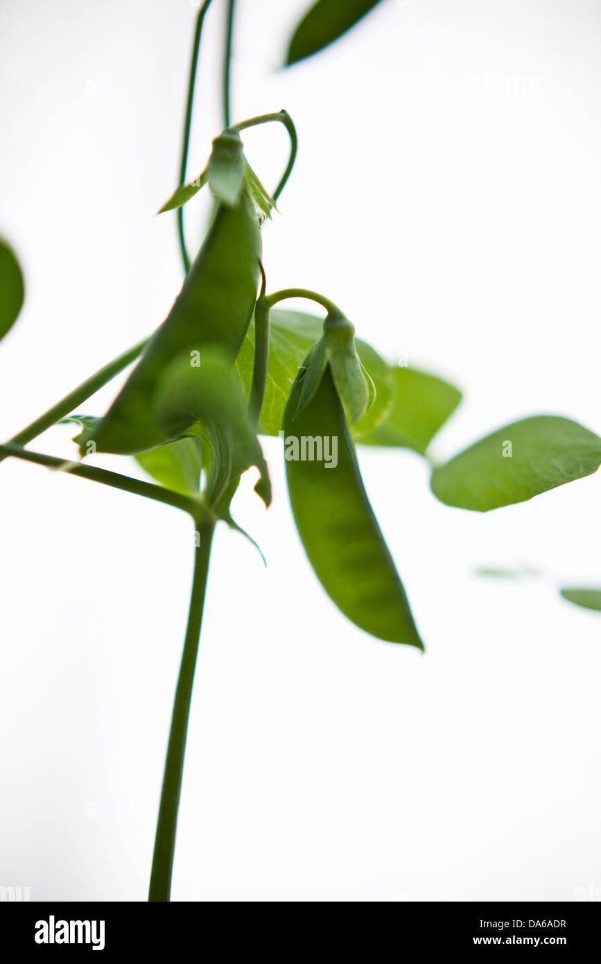 Pisello pianta immagini e fotografie stock ad alta risoluzione - Alamy
