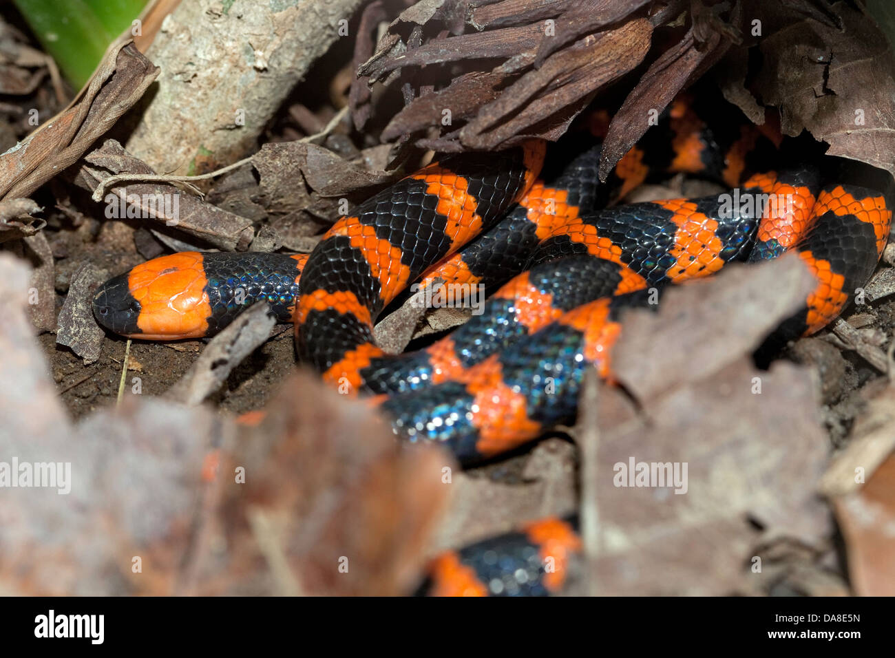 Redtail serpente corallo immagini e fotografie stock ad alta ...