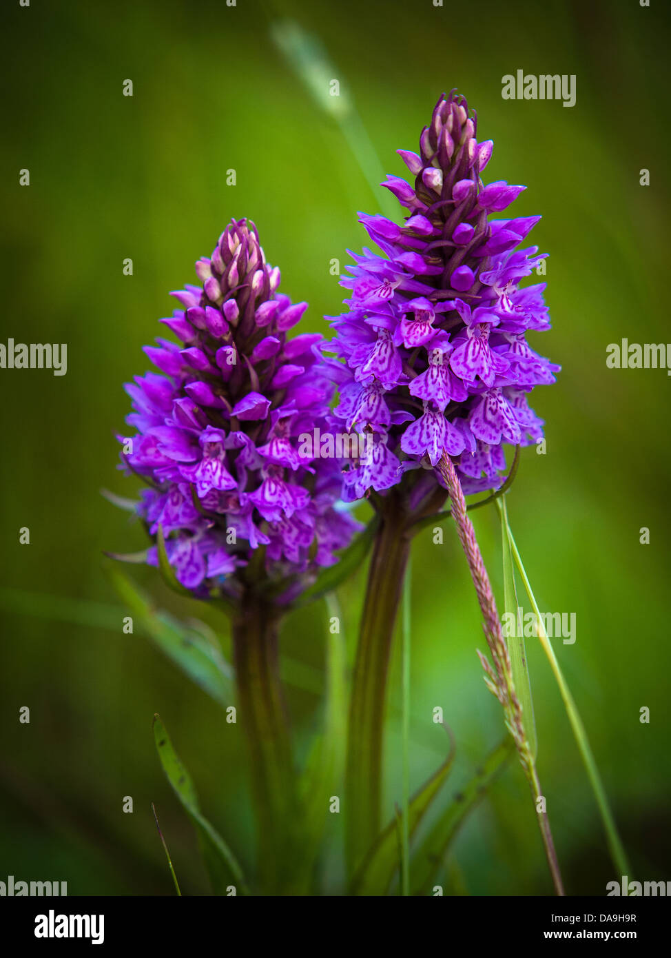 Orchidee selvatiche immagini e fotografie stock ad alta risoluzione - Alamy